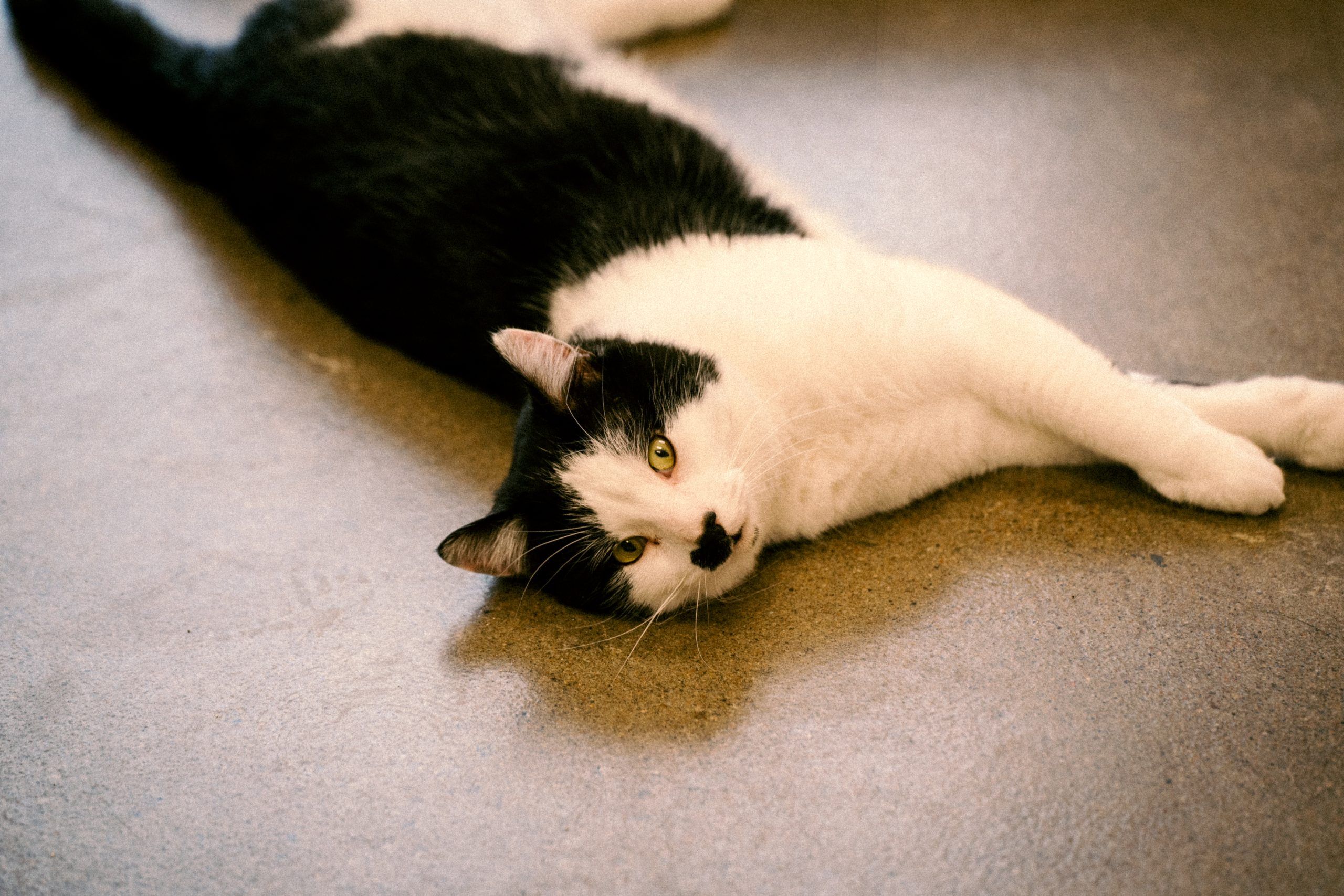 Animaux perdus & trouvés - Centre de services animaliers de Rimouski