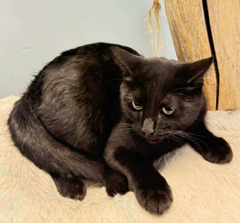 Fenouil - 6 mois - Centre de services animaliers de Rimouski